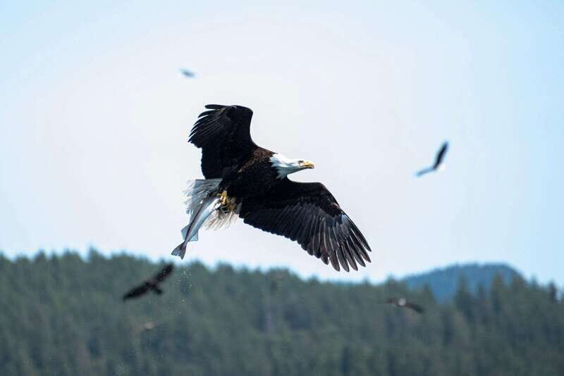 Campbell River: Whale & Wildlife Discovery Cruise - Weather and Cancellation Policies