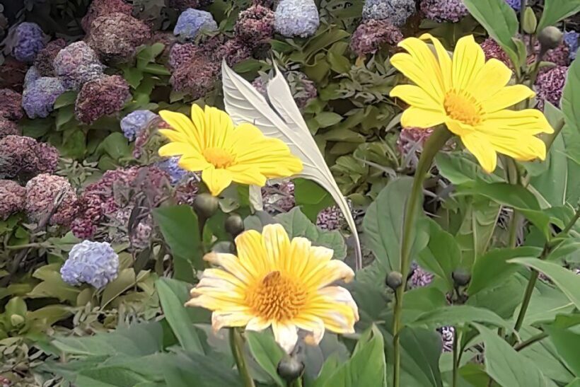 Campos do Jordão The Brazilian Switzerland,Full Day Trip - Final Thoughts