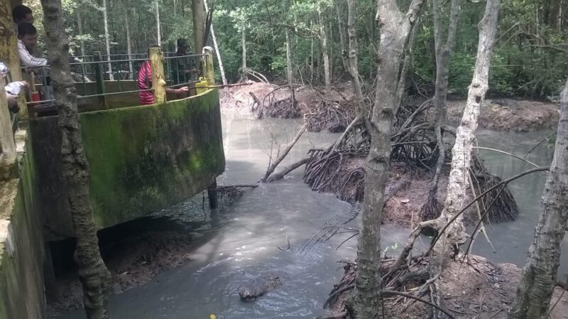 Can Gio Eco: Monkey Island, Crocodile Farm & Mangroves Tour - Practical Details and Value