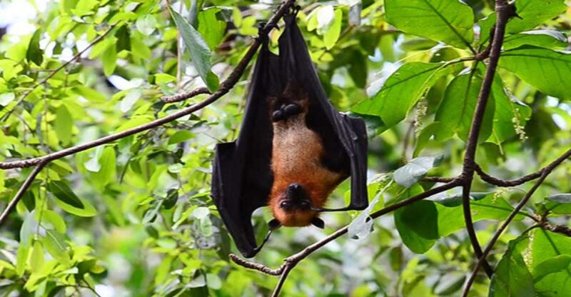 Can Gio Mangrove Biosphere Reserve 1 Day Tour - Key Points