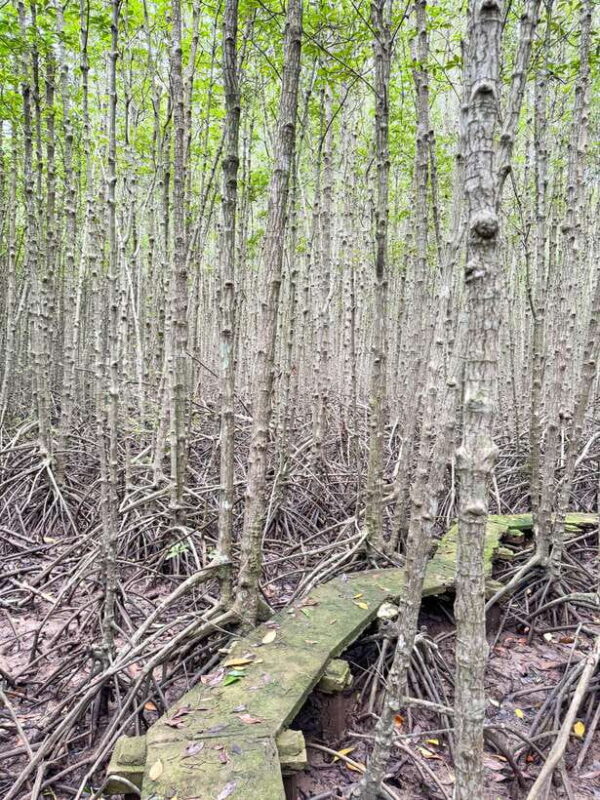 Can Gio Mangrove & Wildlife Day Tour by Speedboat from HCMC - FAQ