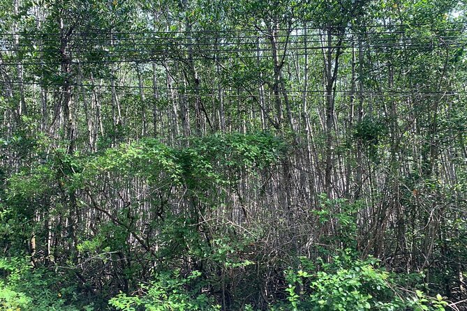 Can Gio Mangroves - Monkey Island by Motorbike and Scooter - Authenticity and Value