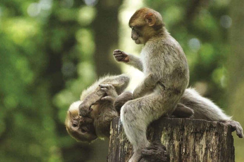 Can Gio: Monkey Island, Guerilla Camp, Mangrove Forest - Key Points