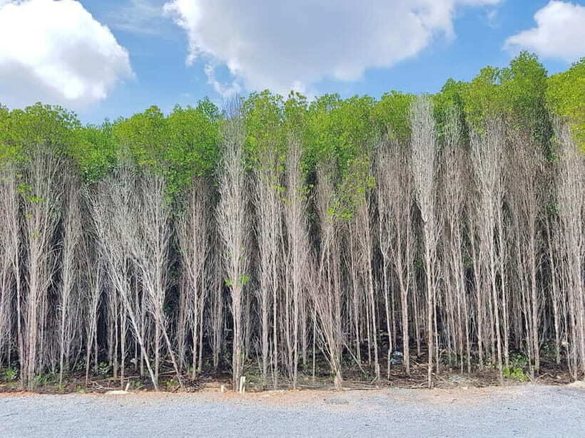 Can Gio: Monkey Island, Guerilla Camp, Mangrove Forest - Who Is This Tour Best For?