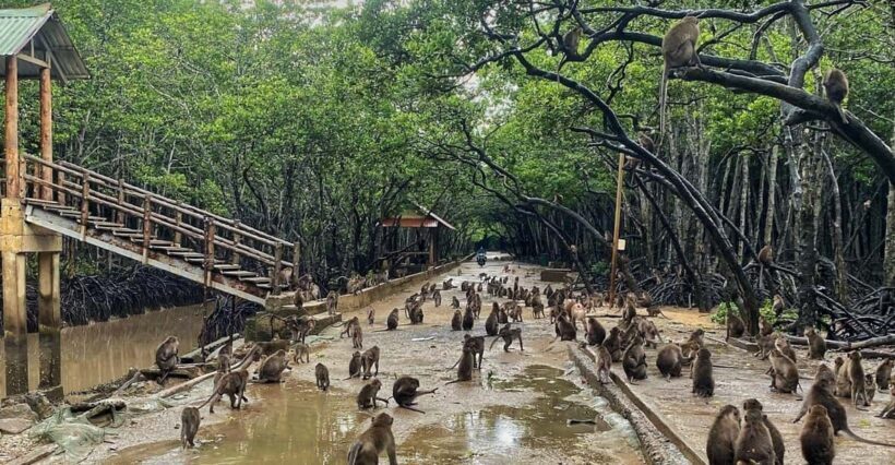 Can Gio UNESCO Biosphere, Monkey Island Private Day Tour - Authenticity and Local Flavor