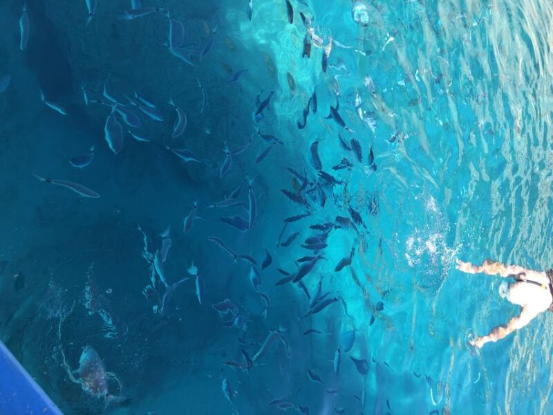 Can Picafort: Dolphin Watching Boat Tour with Swimming - Key Points