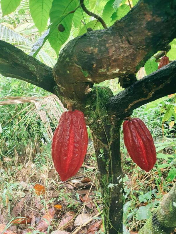 Can Tho: Countryside Cycling Tour with Cocoa Farm Visit - Who Will Love This Tour?