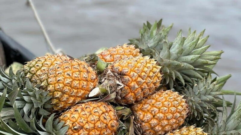 Can Tho: Floating Market explore local life, Mekong farm - Key Points