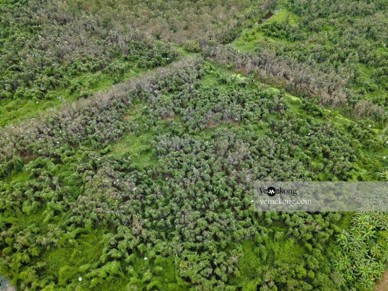 Can Tho: Lung Ngoc Hoang Forest Nature Reserve Half-Day Tour - An Introduction to Lung Ngoc Hoang: Why It Matters