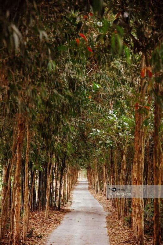 Can Tho: Lung Ngoc Hoang Nature Reserve & Forest Tour - The Itinerary: From Forest to Heritage