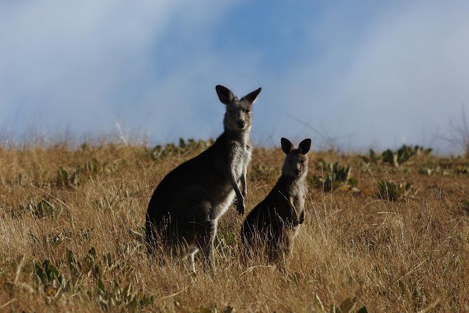 Canberra Day Trip from Sydney - FAQ