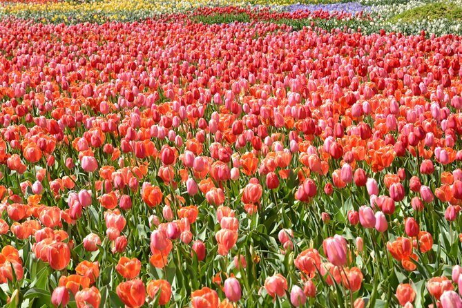 Canberra Floriade Tour - The Itinerary in Detail