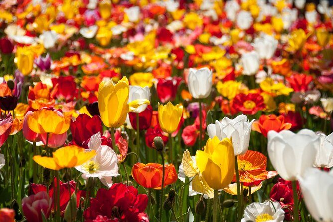 Canberra Floriade Tour - Authentic Feedback from Travelers