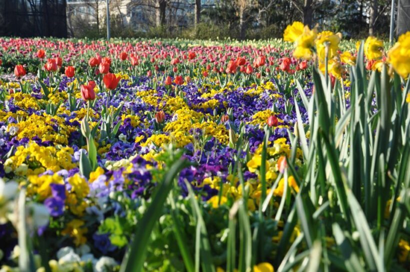 Canberra: Guided Tour of Floriade Festival with Transfers - A Deep Dive into the Experience