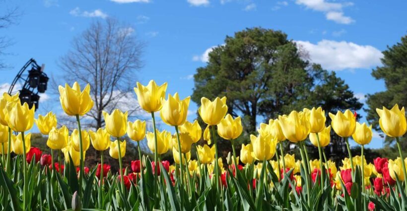 Canberra: Guided Tour of Floriade Festival with Transfers - Who Will Love This Tour?