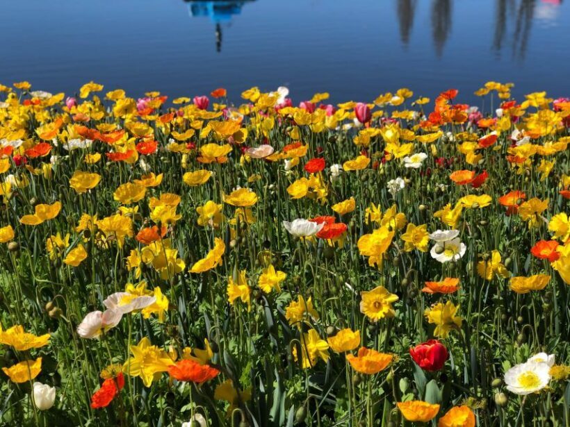 Canberra: Guided Tour of Floriade Festival with Transfers - Final Thoughts