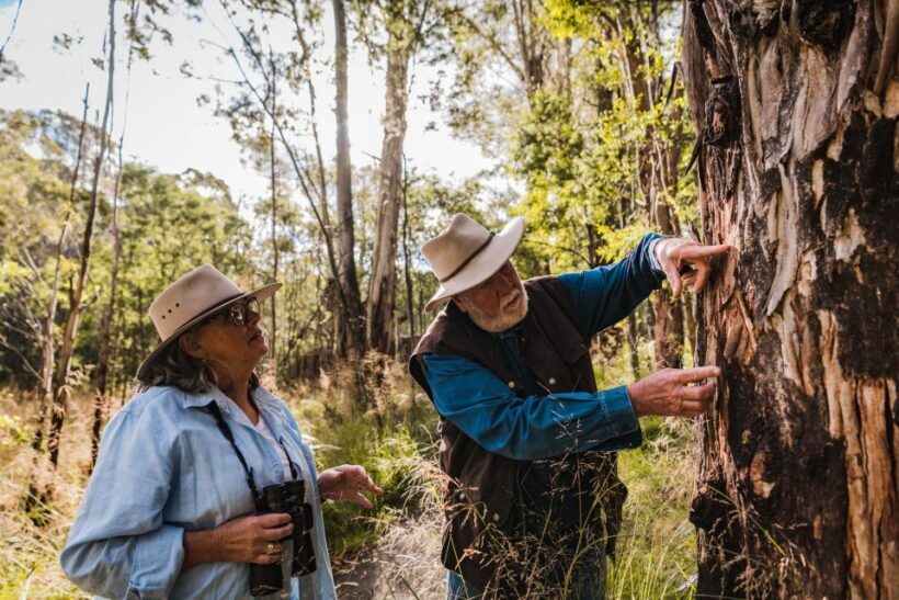 Canberra: Kangaroos and Koala Experience Tour - Key Points