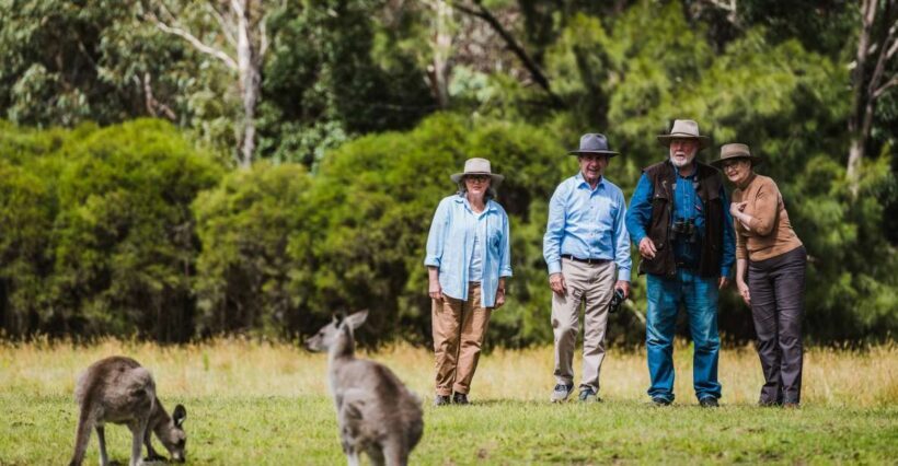 Canberra: Kangaroos and Koala Experience Tour - An In-Depth Look at the Tour Experience