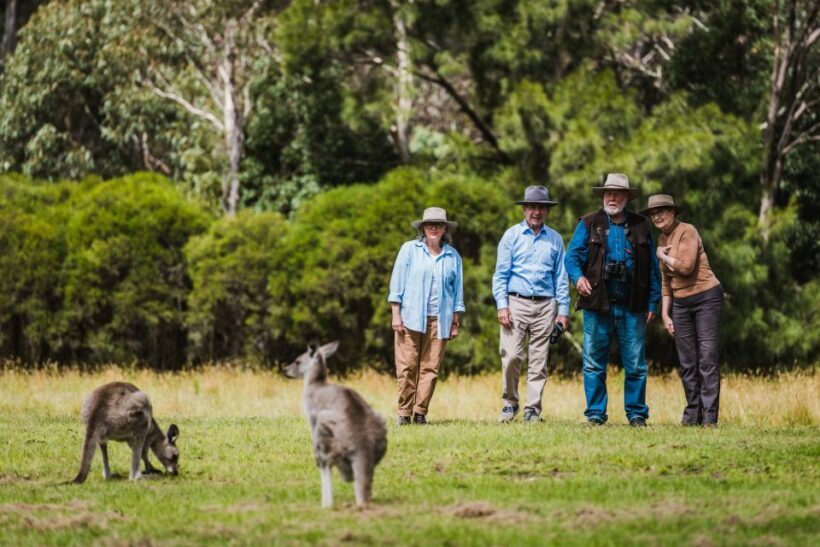 Canberra: Kangaroos and Koala Experience Tour - Who Should Consider This Tour?