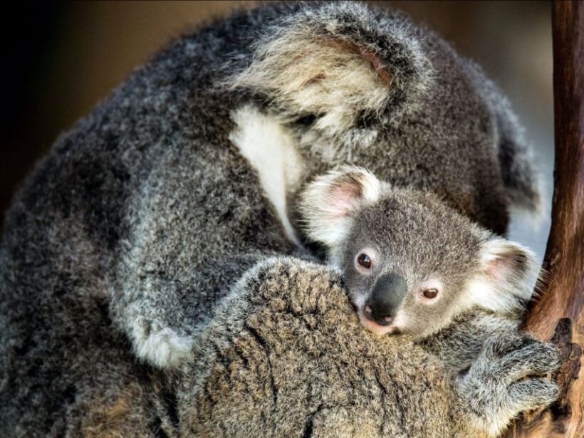 Canberra: Kangaroos and Koala Experience Tour - Frequently Asked Questions