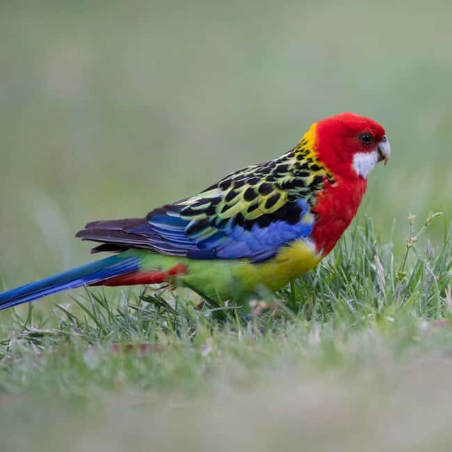 Canberra: Nature Tour with Lunch - Key Points