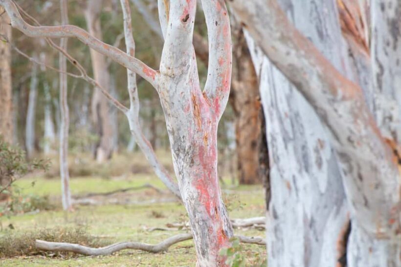 Canberra: Nature Tour with Lunch - Exploring Canberra’s Natural Side — A Detailed Look at the Tour