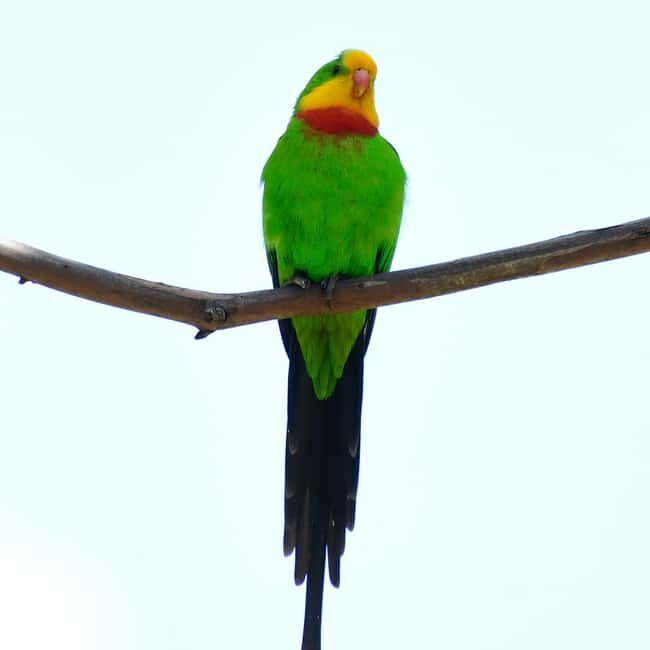 Canberra: Nature Tour with Lunch - FAQs
