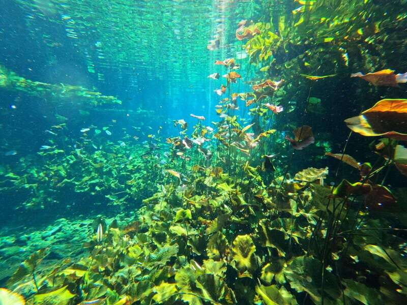 Cancun 2 Cenote Dives: The Pit + Nicte Ha - Certified Divers - Who Is This Tour Best For?