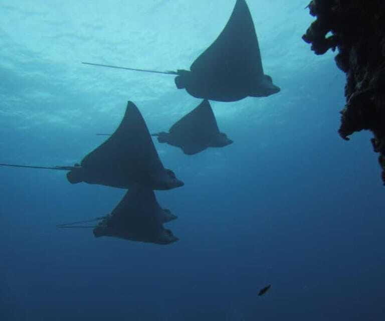 Cancun 2 Dives Shipwreck C55 or C58 & Reef -Certified Divers - The Itinerary: What You’ll Experience