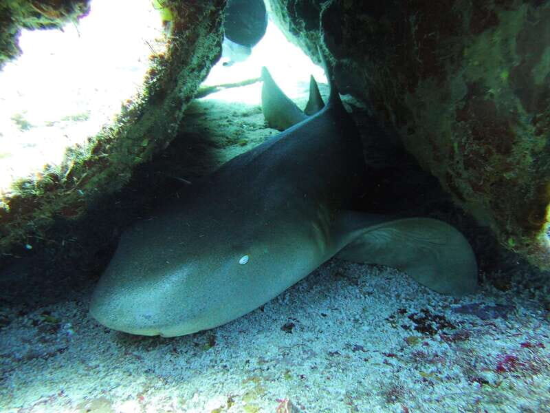 Cancun: 2 Reef Dives at Punta Cancun for Certified Divers - Authentic Marine Encounters and Practical Insights