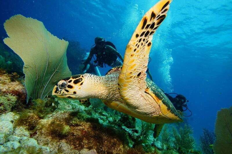 CANCUN: 2T REEF DIVES FOR CERTIFIED DIVERS - What the Tour Offers