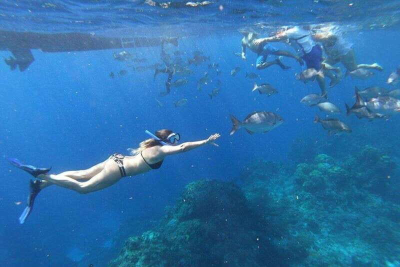 Cancun: 3 Islands Snorkel Adventure - The Marine Encounters: What Youll See and Feel