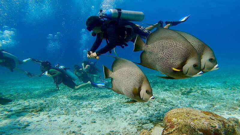 Cancun: All included Diving Lesson (2 Tanks) - The Sum Up: Who Is This Tour For?