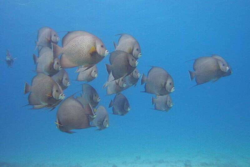 Cancun: Beginner Scuba Diving at Underwater Museum - The Sum Up: Who Should Consider This Tour?