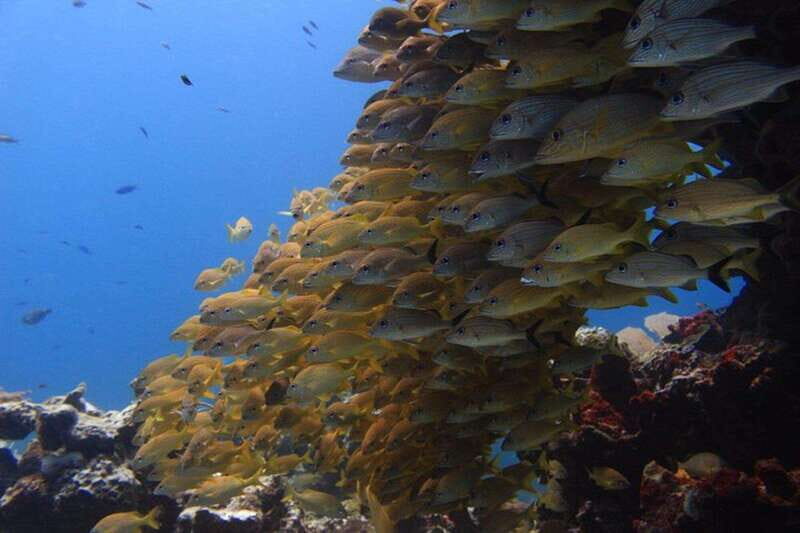Cancun: Dive Underwater Museum & Manchones Reef - An in-depth look at what this tour offers