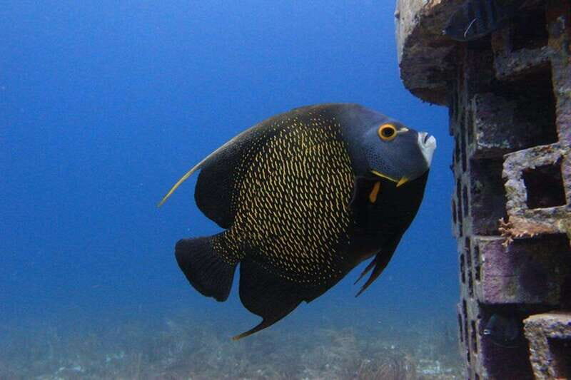 Cancun: Dive Underwater Museum & Manchones Reef - FAQ