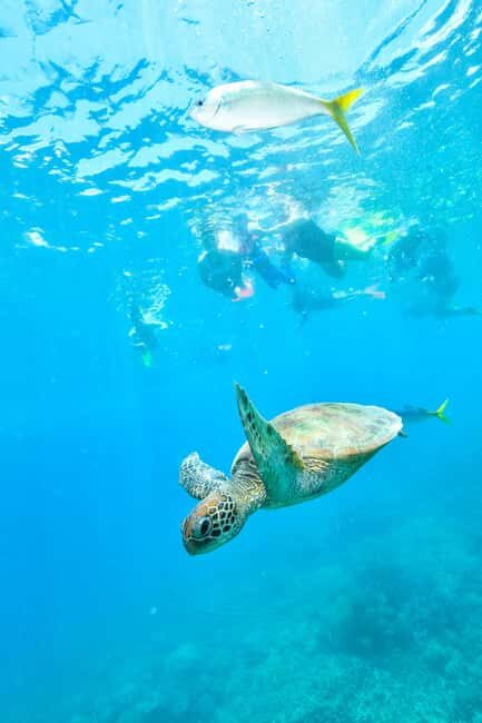Cancun: Explore Tulum, swim with turtles, cenote, and snorkel in caves - An In-Depth Look at the Tour Experience