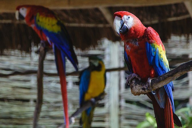 Cancun Extreme Zipline Canopy Tour - The Sum Up
