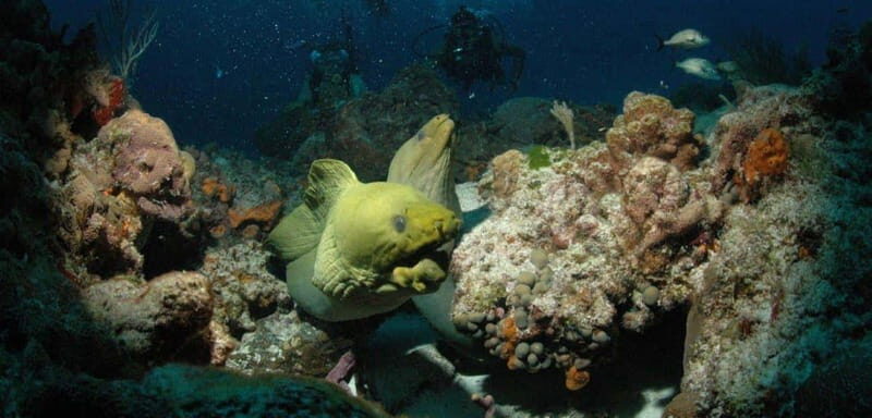 Cancun: Goliat Grouper Dive Adventure - An In-Depth Look at the Goliat Grouper Dive Adventure