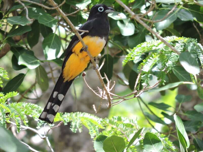 Cancún: Guided Birdwatching Hike - What’s Included and What’s Not