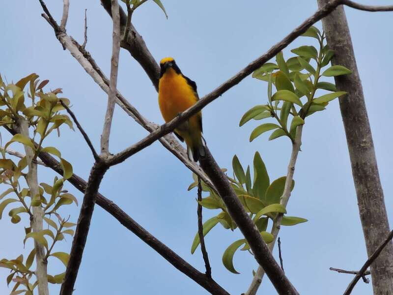 Cancún: Guided Birdwatching Hike - Who Should Consider This Tour?