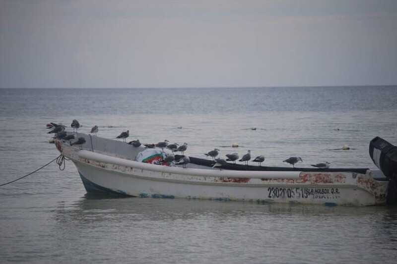 Cancun: Holbox Island Birdwatching and Wildlife Adventure - FAQ
