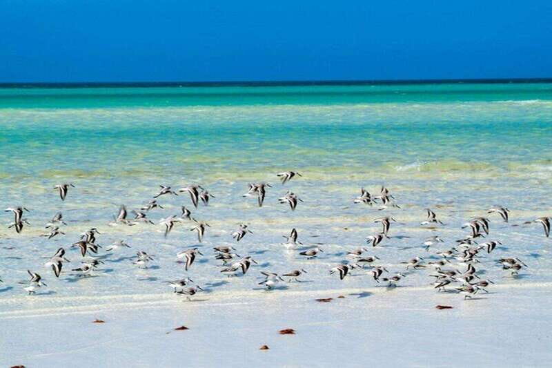 Cancun: Holbox plus Island, Punta Mosquito Trip with Lunch - Key Points