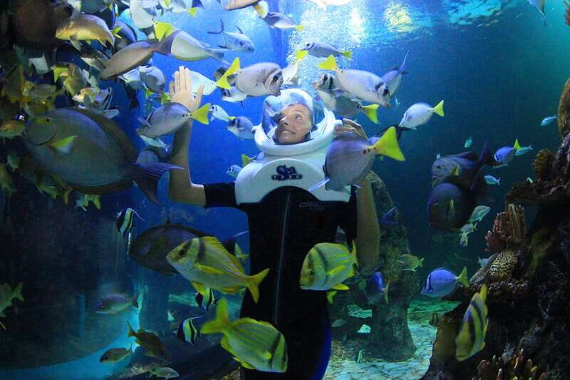 Cancun: Interactive Aquarium - Swim with dolphins Premium - FAQs