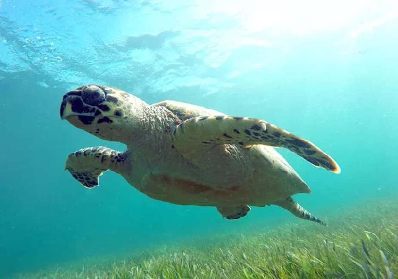 Cancun: Jungle Speedboat & Snorkeling Adventure - Who Will Love This Experience?