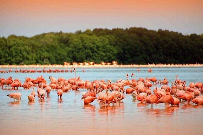Cancun: Las Coloradas and Río Lagartos Private Tour - Key Points