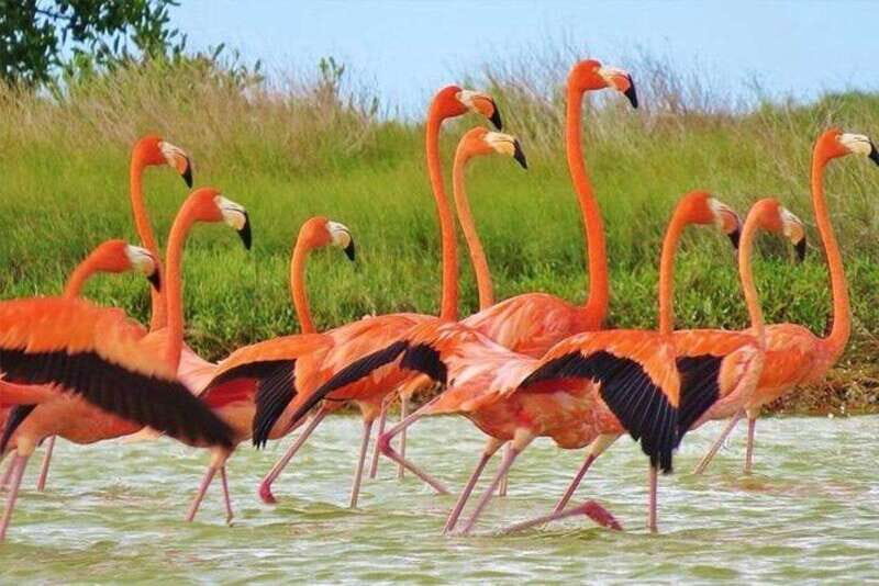 Cancun: Las Coloradas and Río Lagartos Private Tour - FAQ