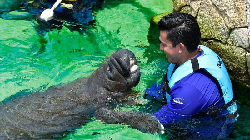 Cancún: Manatee Encounter on Isla Mujeres with Buffet Lunch - Key Points