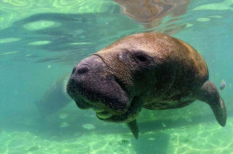 Cancún: Manatee Encounter on Isla Mujeres with Buffet Lunch - The Sum Up