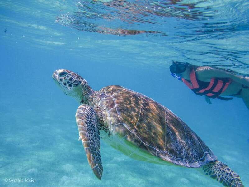 Cancun: Marine Turtle Observation in Akumal - Key Points